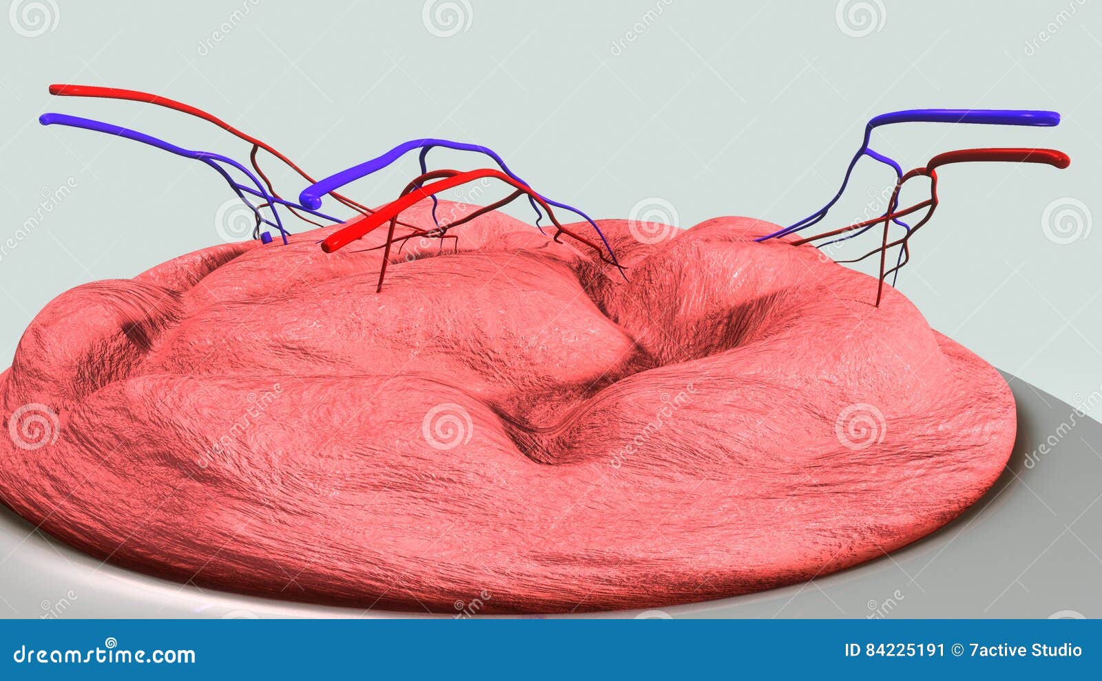 Structure de placenta illustration stock. Illustration of travail ...