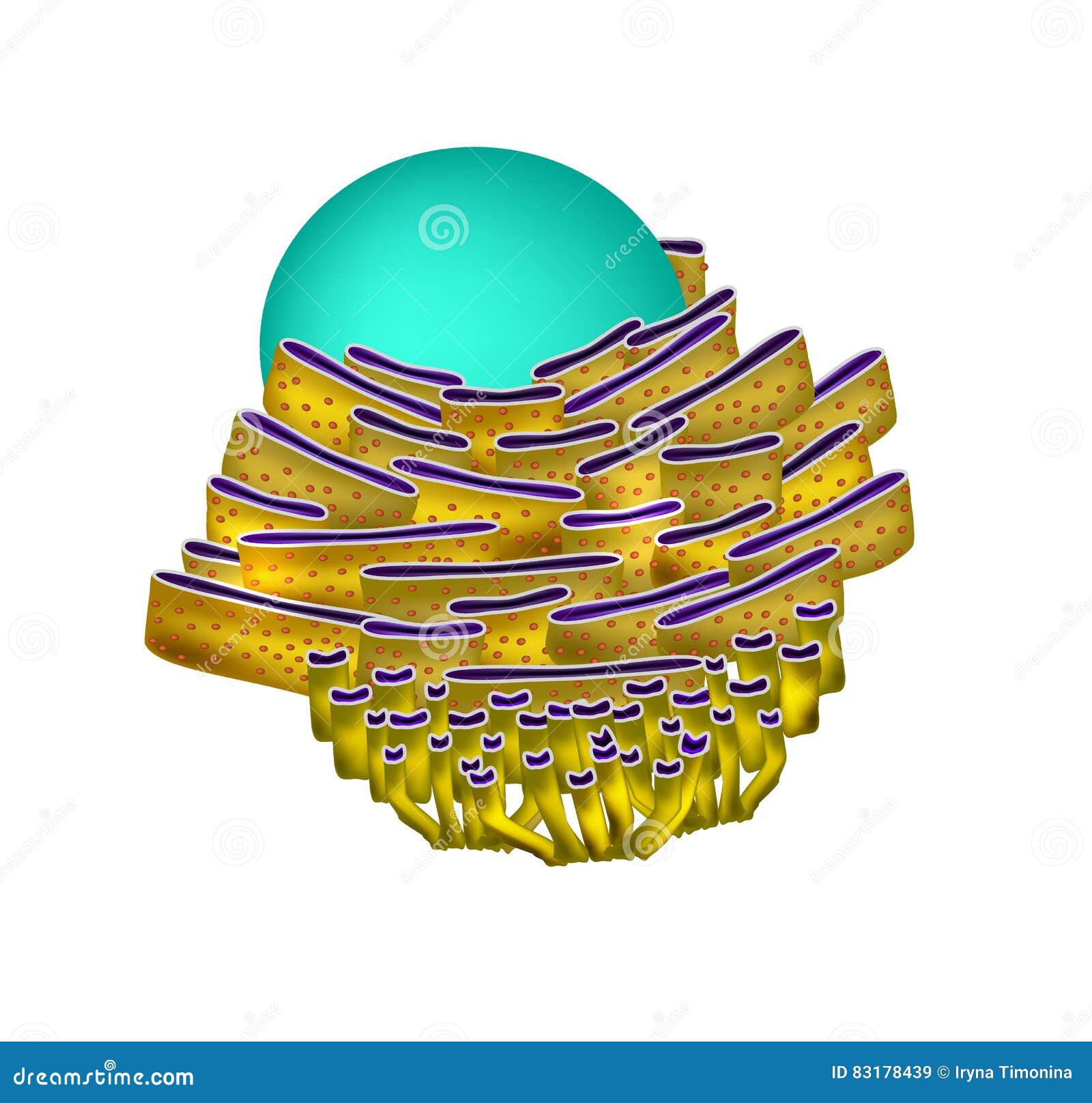 Structure De Réticulum Endoplasmique Infographie Illustration de ...
