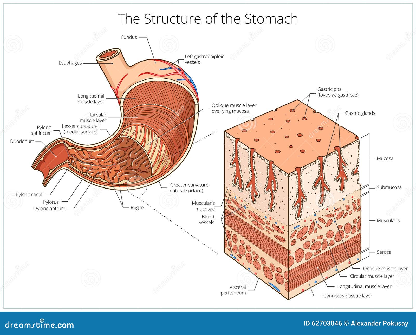 Structure De Vecteur éducatif Médical D'estomac Illustration de Vecteur ...