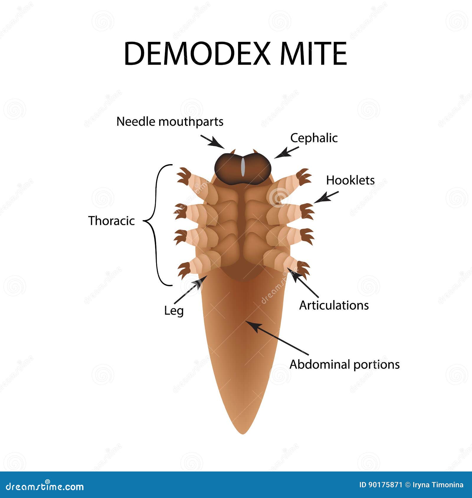 Top 98+ Pictures Pictures Of Demodex Mites On Scalp Stunning