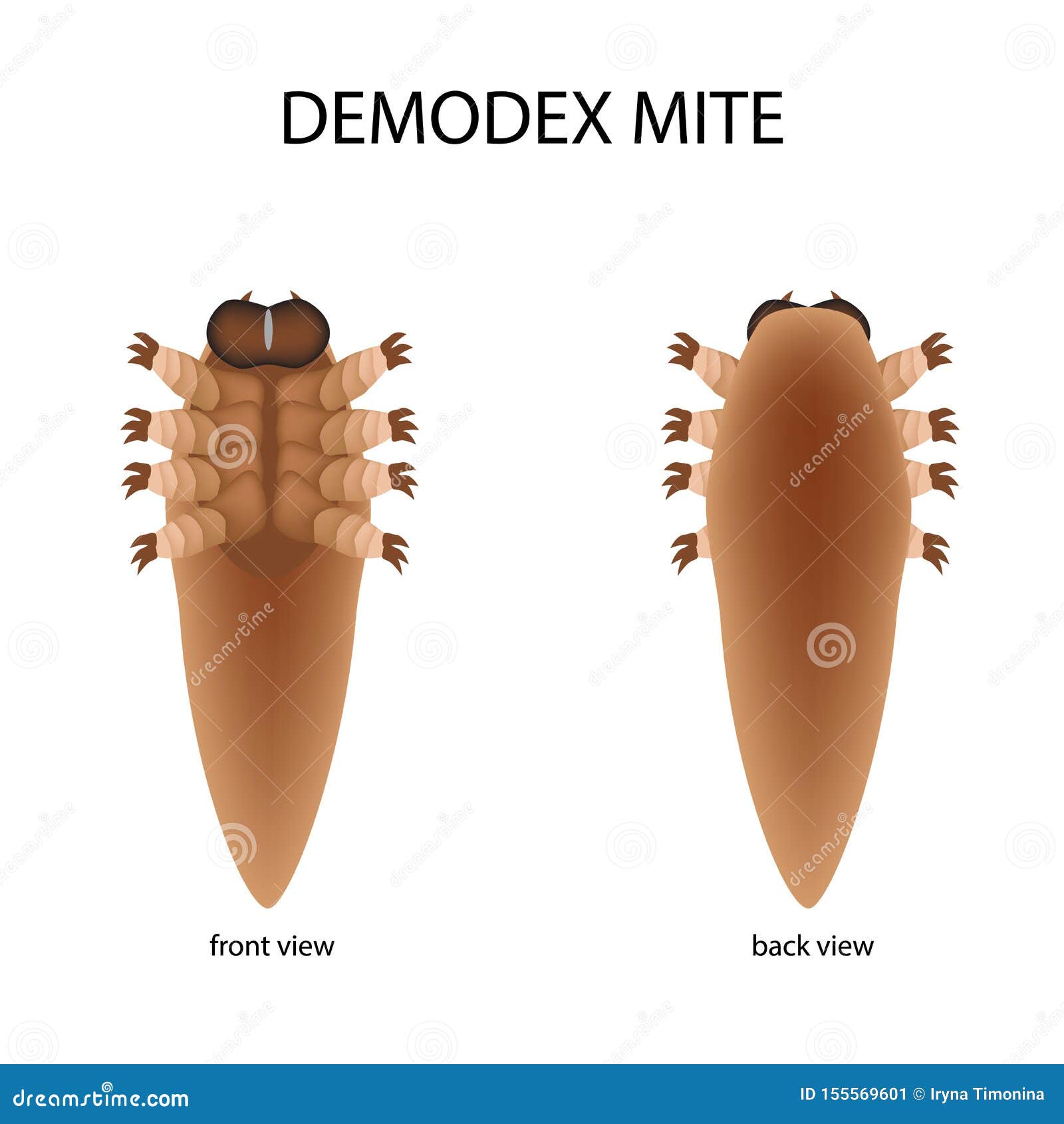 The Structure of the Demodex Mite. Front View and Rear View ...