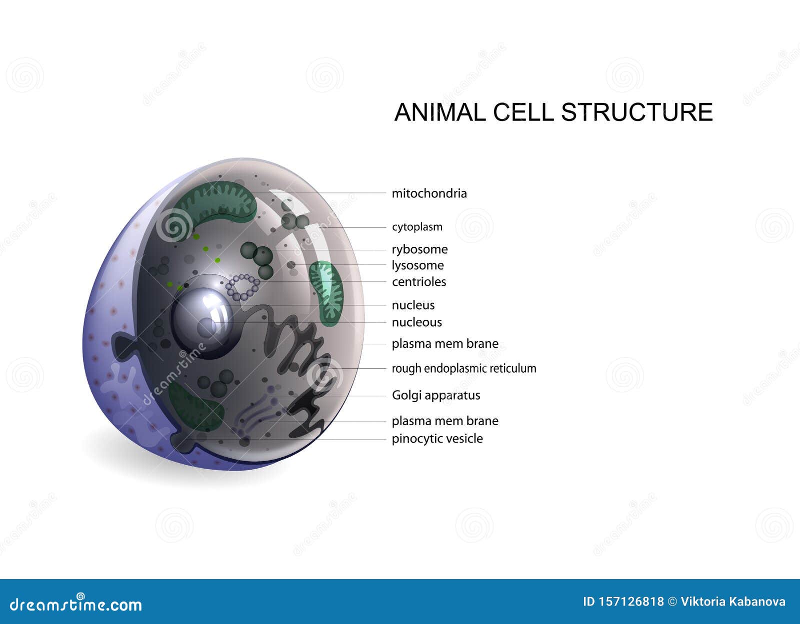 Structure Des Cellules Animales Illustration de Vecteur - Illustration ...