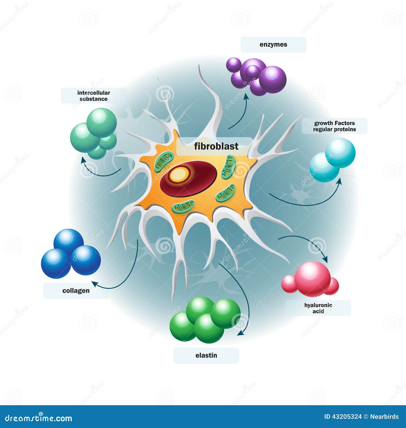 Structure Des Cellules De Fibroblaste Illustration Stock - Illustration ...