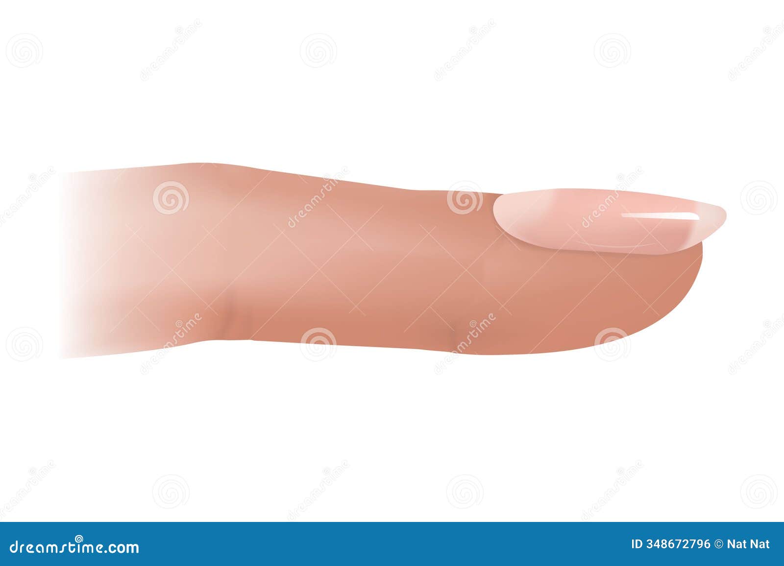 Structure and Diagram of the Nail. Cross-section and Anatomy of Nails ...