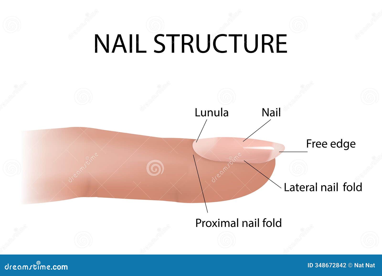 Structure and Diagram of the Nail. Cross-section and Anatomy of Nails ...