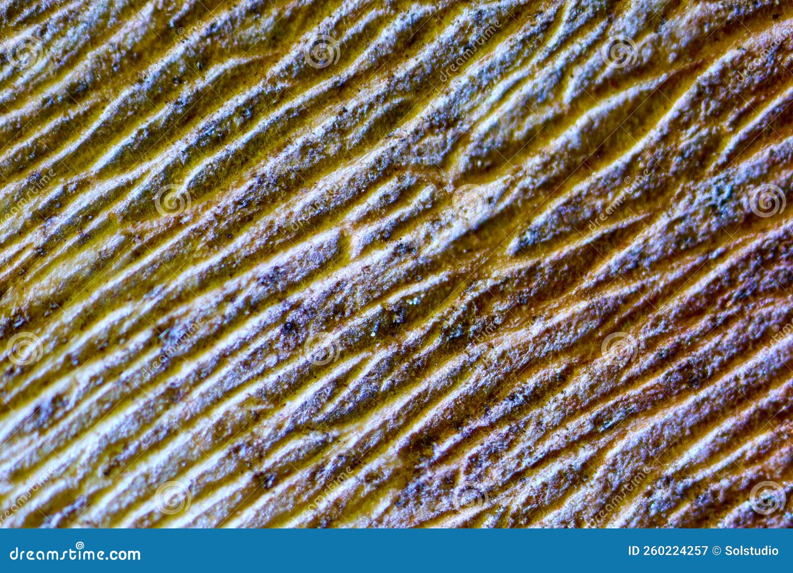 Structure of dry leaves stock image. Image of natural - 260224257