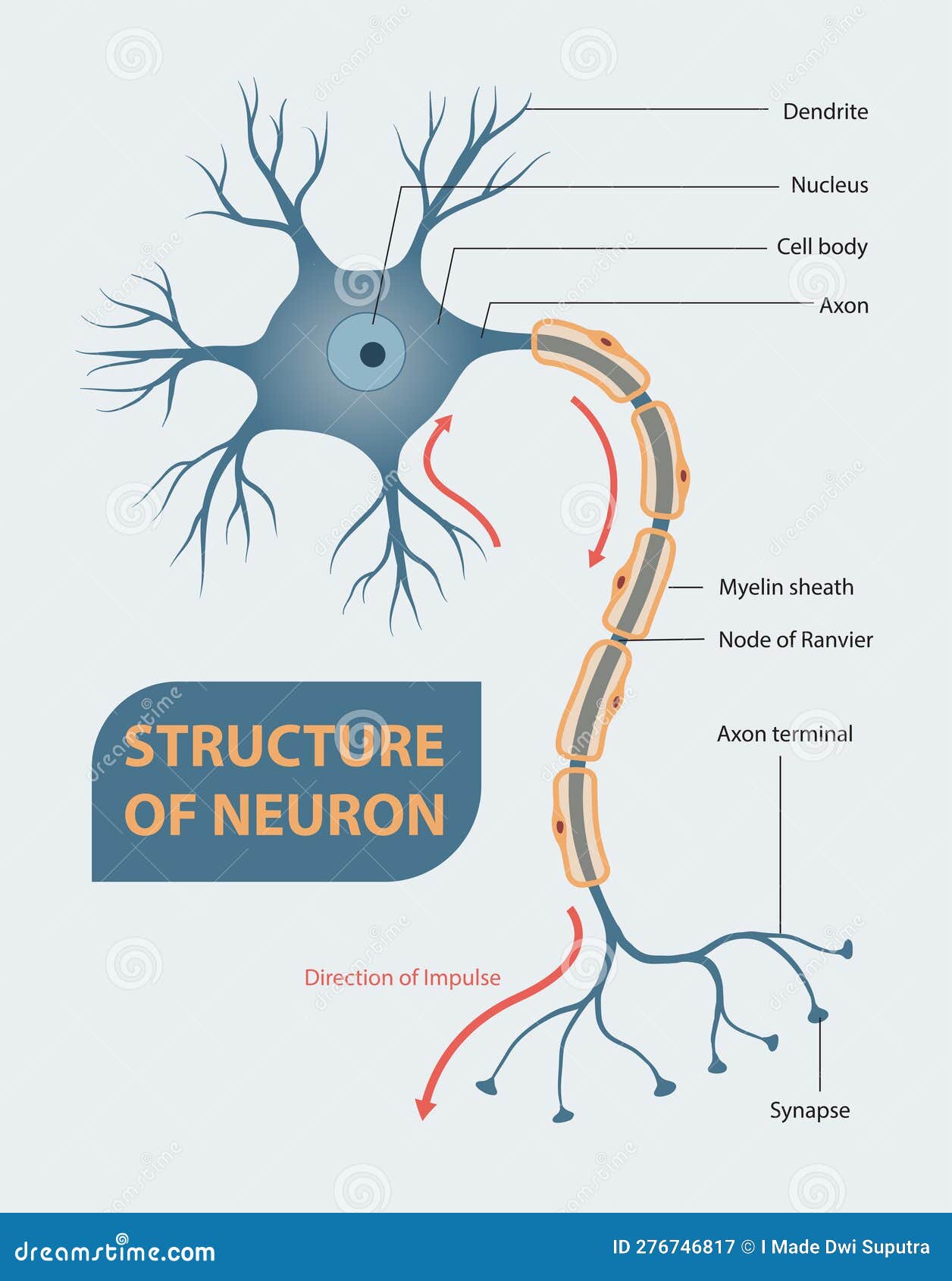 Structure du neurone illustration de vecteur. Illustration du axone ...