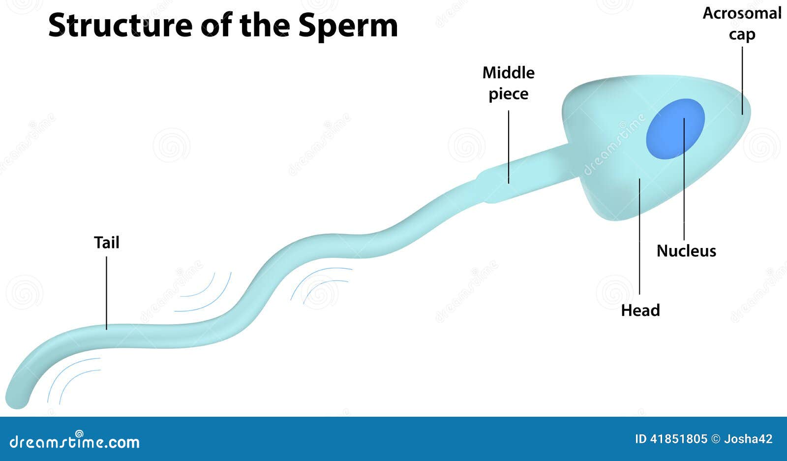 Structure du sperme illustration de vecteur. Illustration du sexe ...