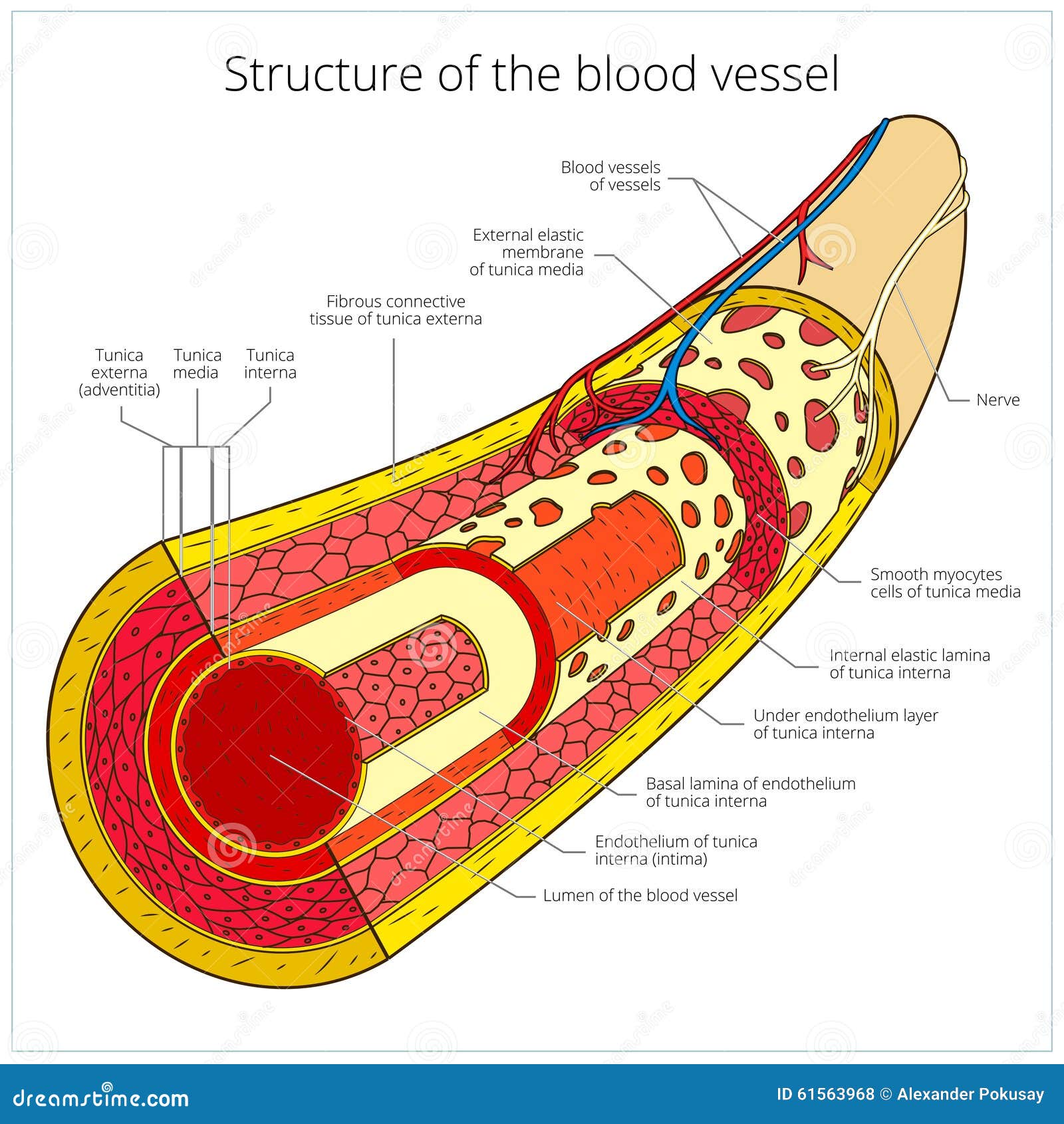 Structure Du Vecteur Médical De Vaisseau Sanguin Illustration de ...