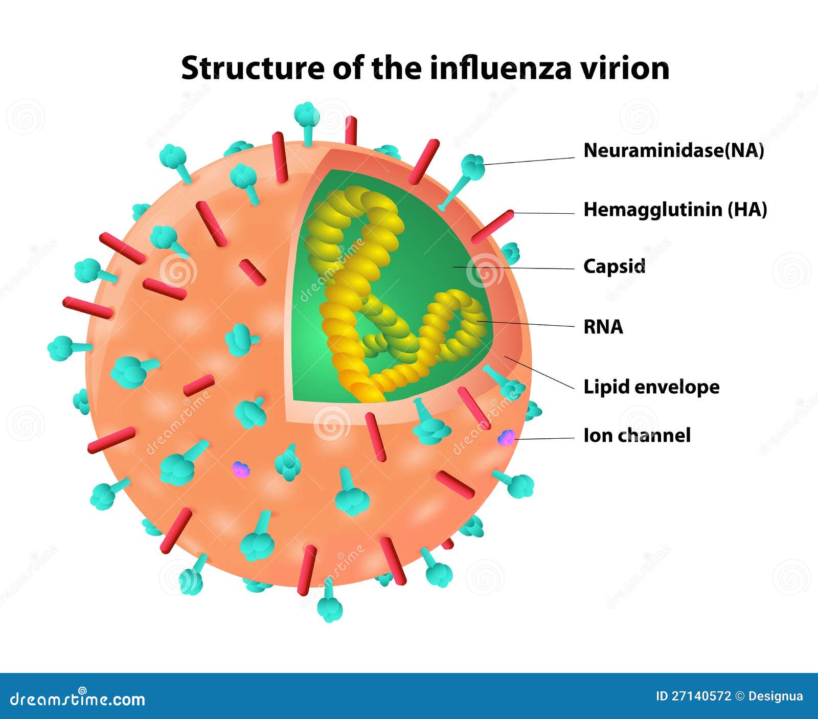 Structure Du Virion De Grippe. Virus. Vecteur Illustration de Vecteur ...