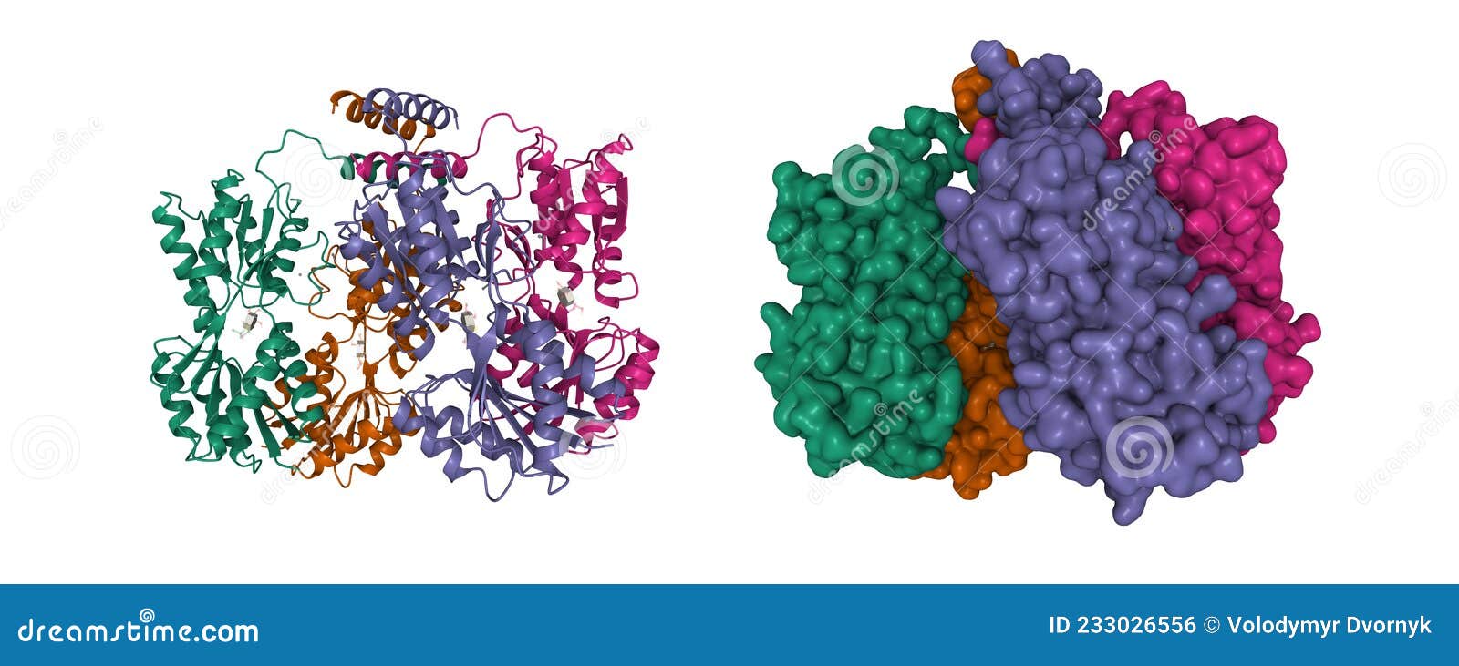 Structure of E. Coli Lac Repressor Core Tetramer Stock Illustration ...