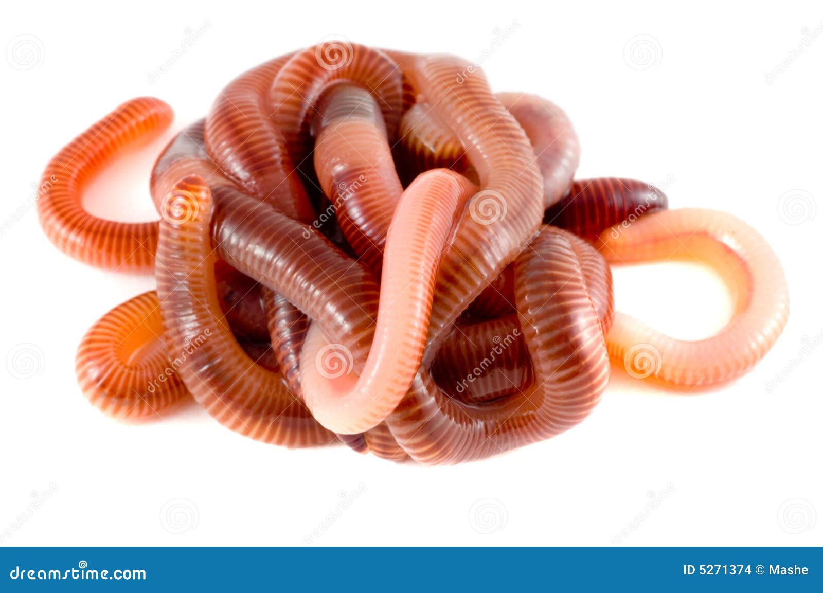 Red Wigglers Anatomy