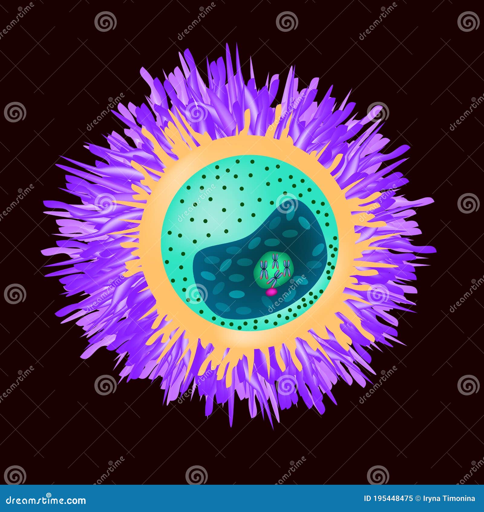 The Structure Of The Egg. Ovum Anatomy. Vector Illustration On Isolated ...