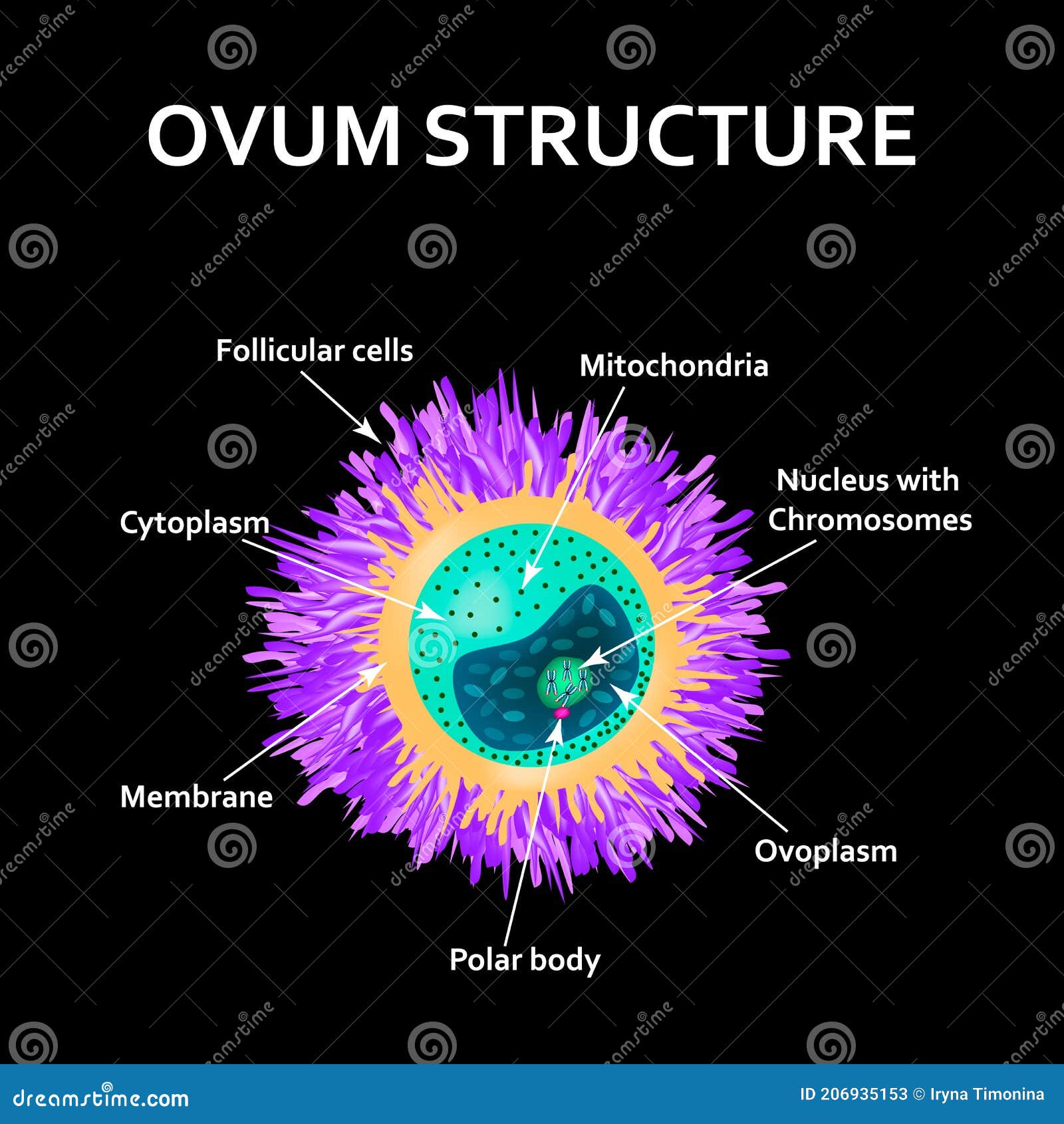The Structure Of The Egg. Ovum Anatomy. Vector Illustration On Isolated ...