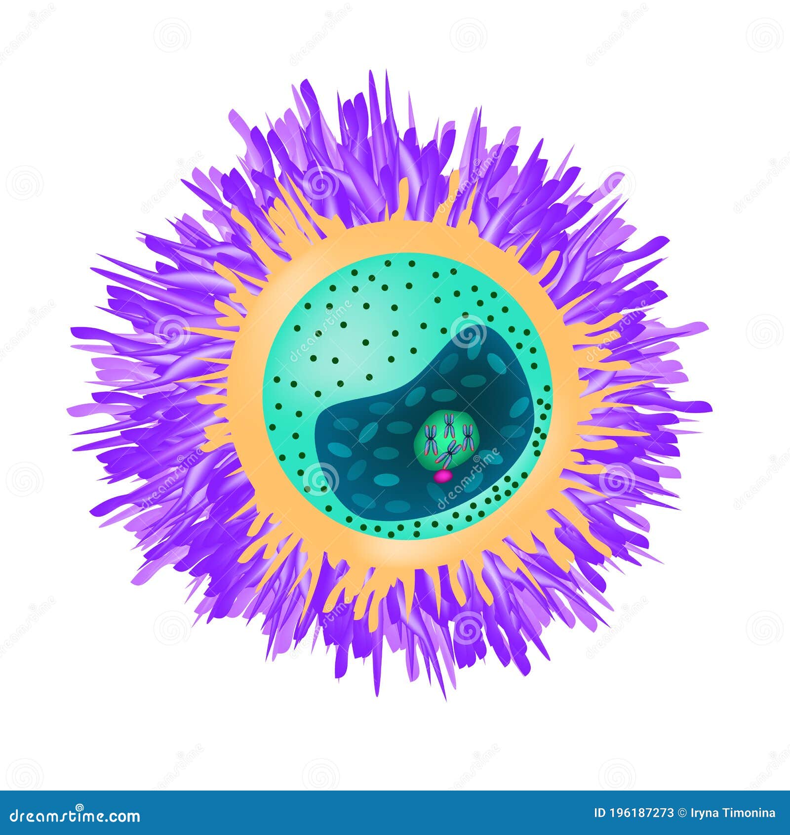 The Structure Of The Ovum. The Introduction Of Sperm Into The Ovum ...