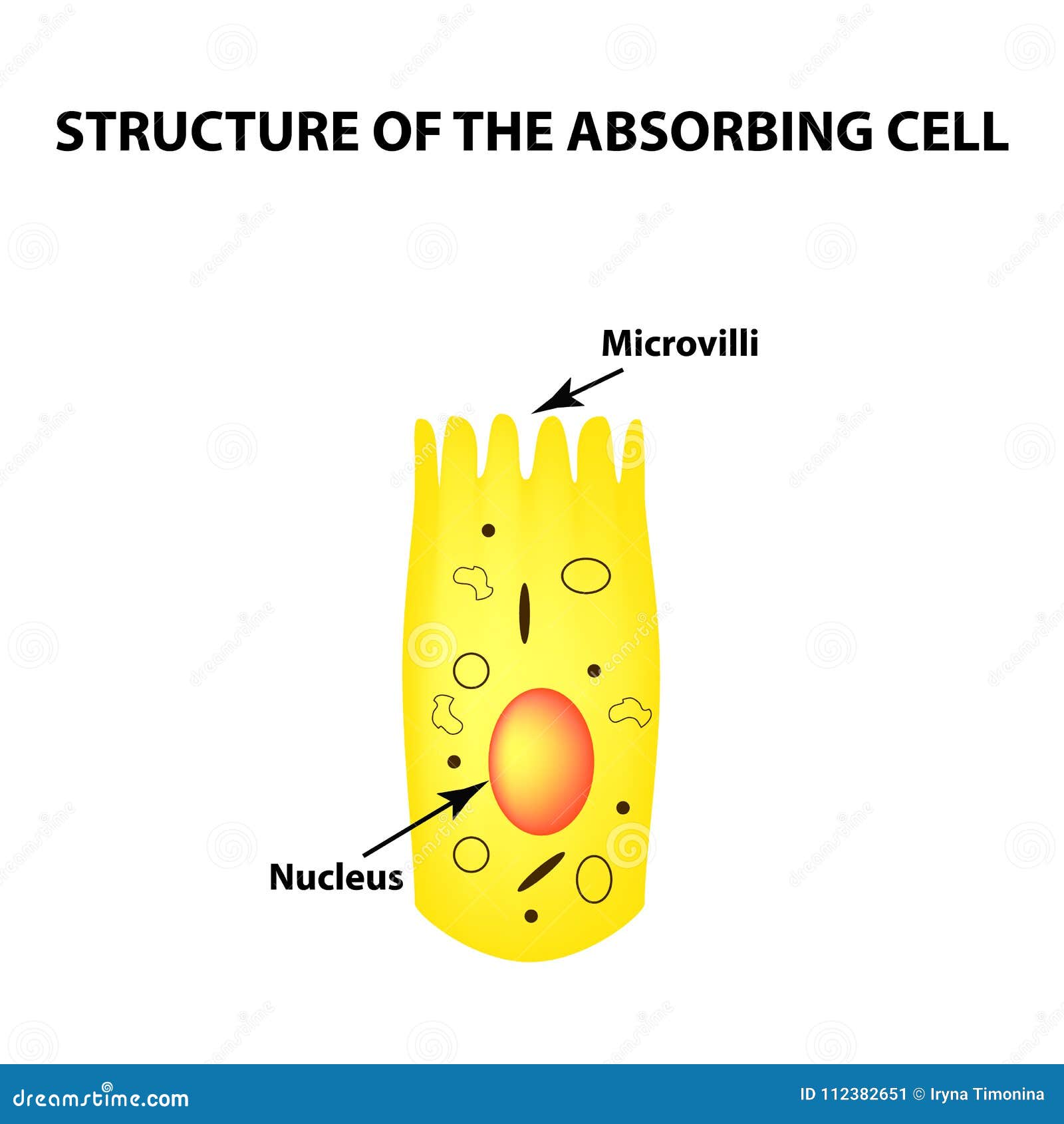 Structure of the Enterocyte. Absorptive Cells Intestine. Infographics ...