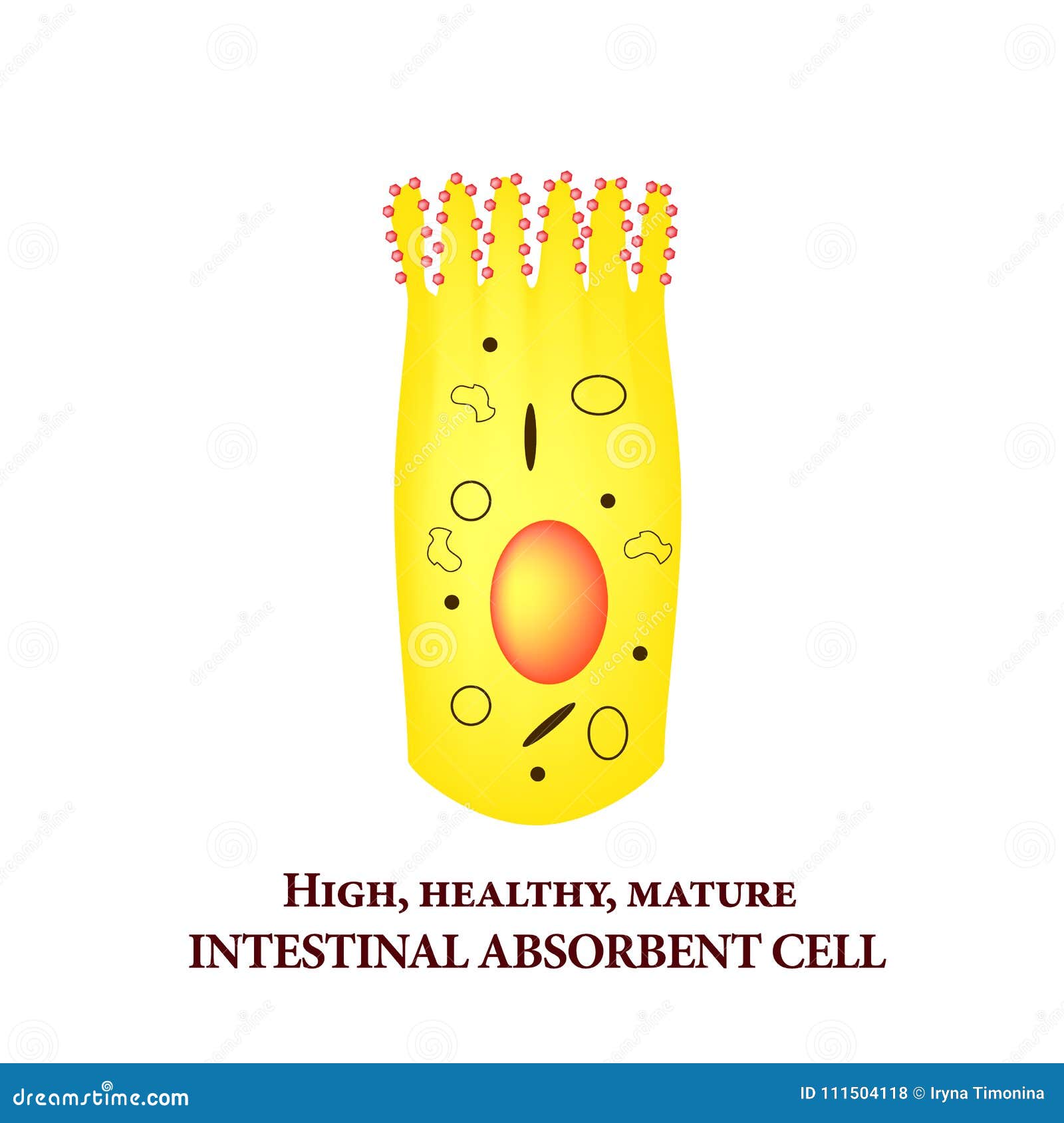 Structure of the Enterocyte. Absorptive Cells Intestine. Infographics ...