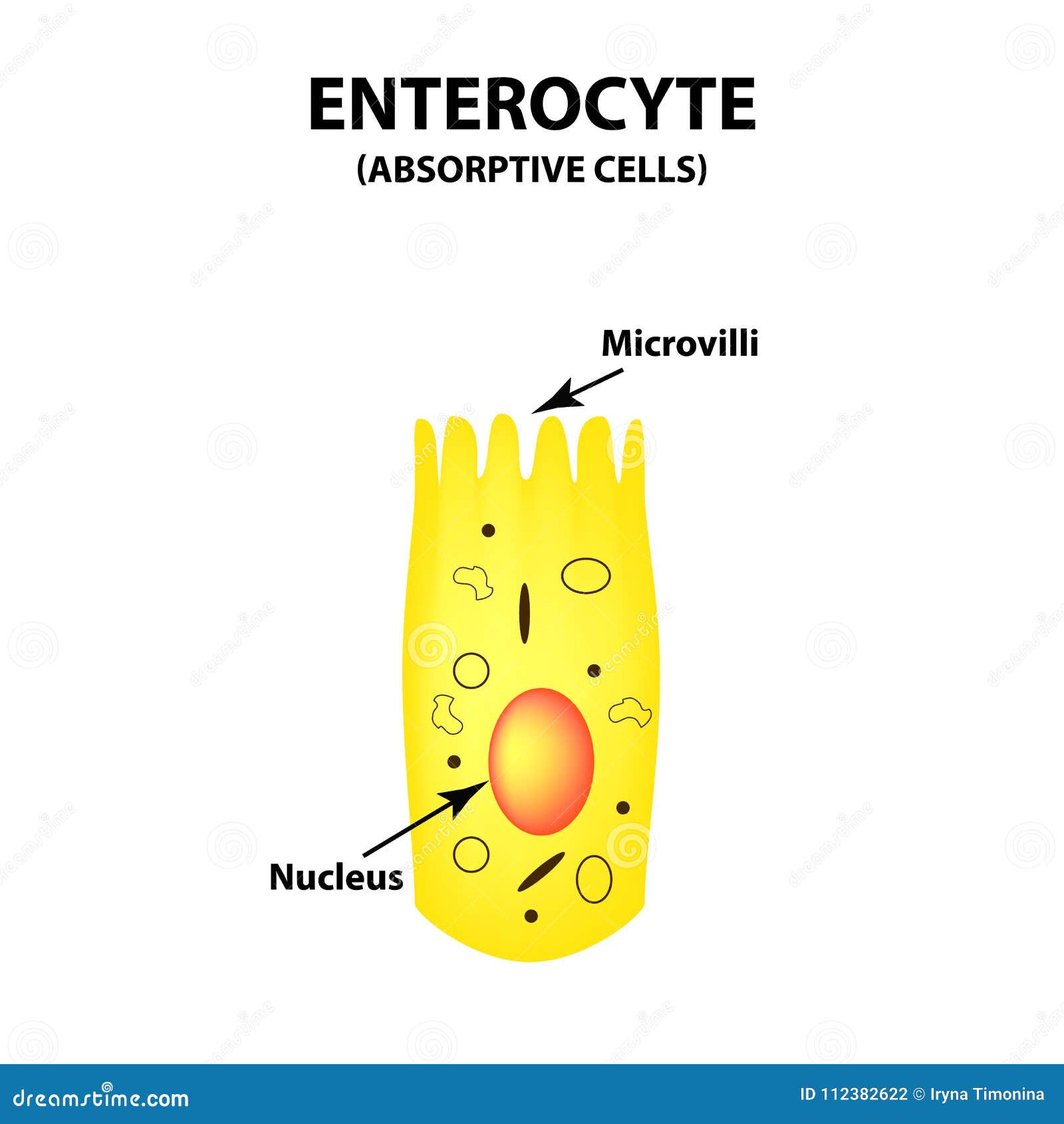 Structure Of The Enterocyte. Absorptive Cells Intestine. Infographics ...