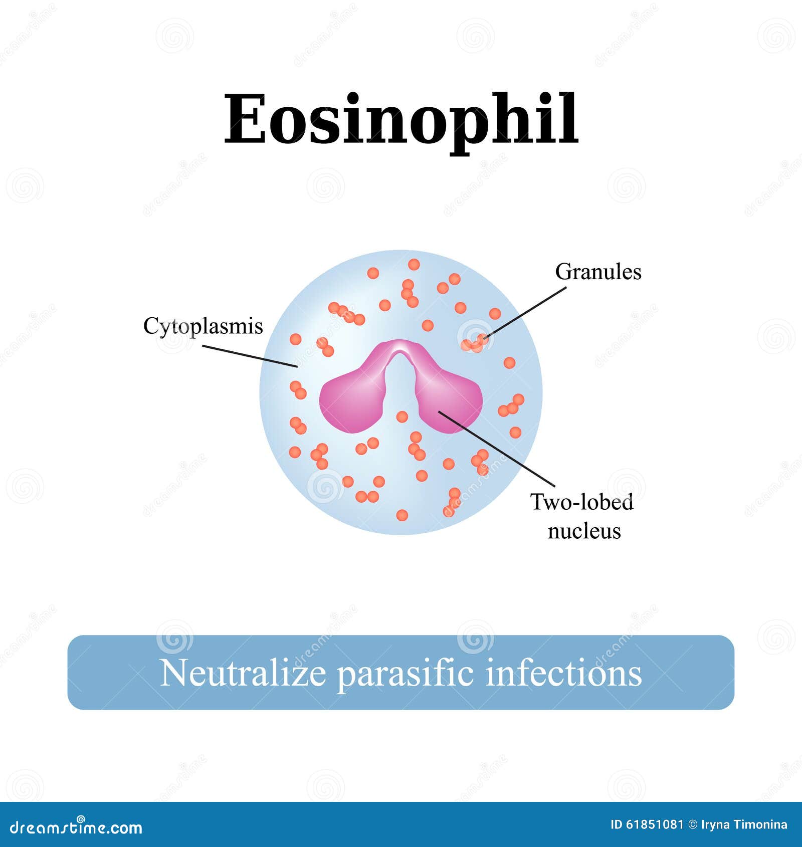 Eosinophil Labeled