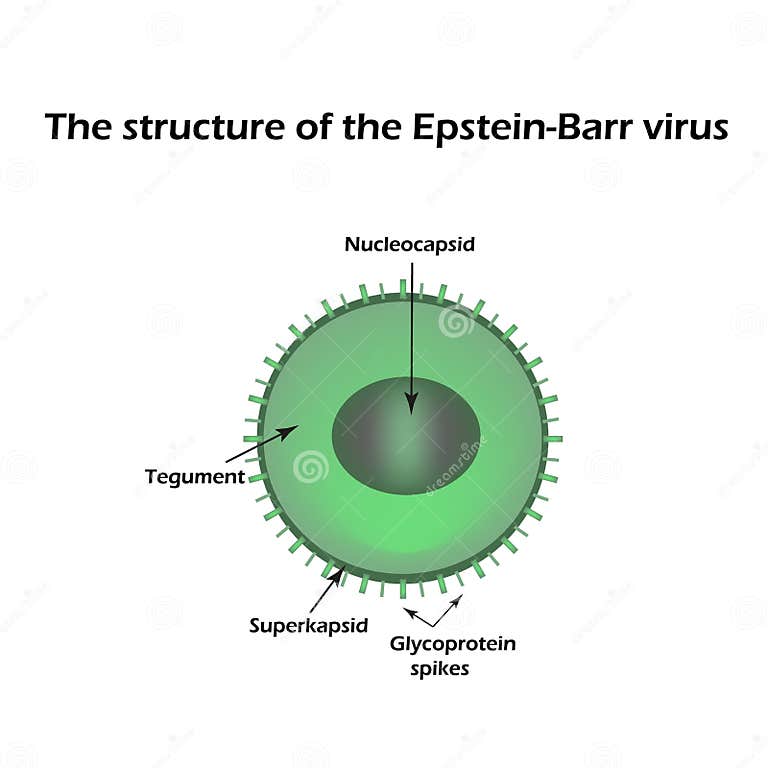 The Structure of the Epstein-Barr Virus. Infographics Stock Vector ...
