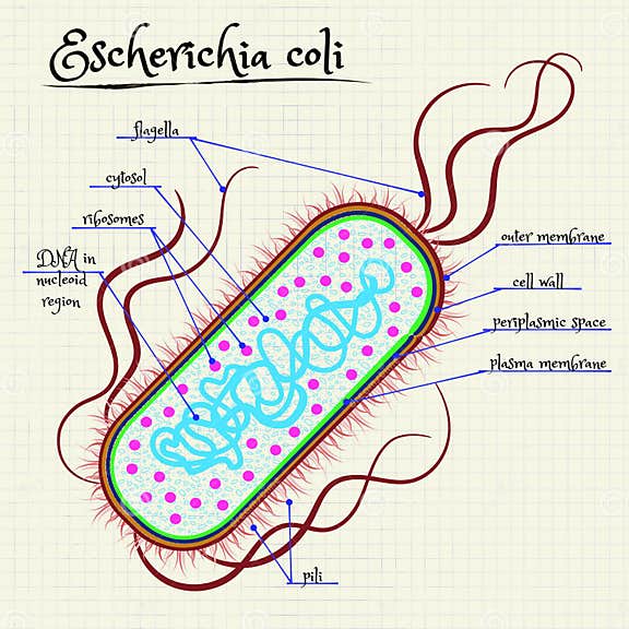 The Structure of Escherichia Coli Stock Vector - Illustration of ...