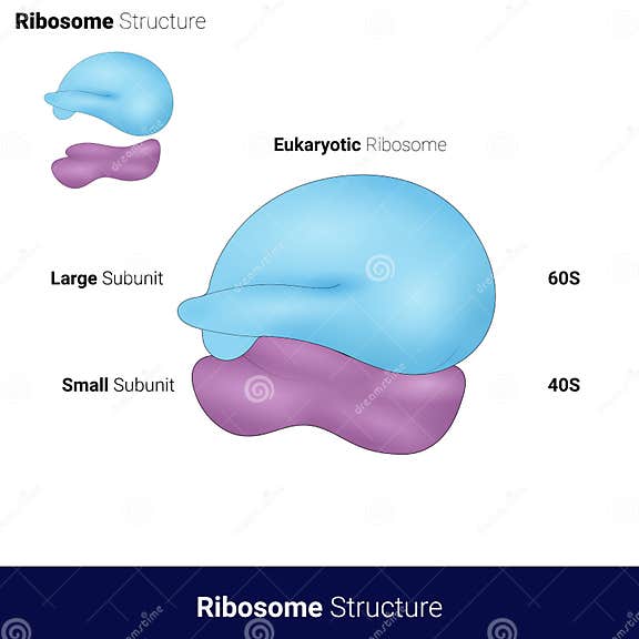 Structure Eukaryotic Ribosome 80S Ribosome Showing Smaller and Larger ...