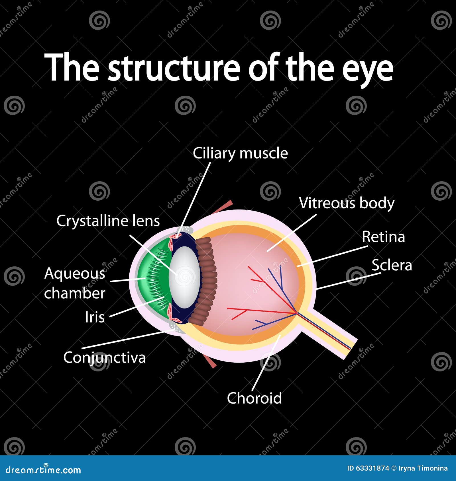 The structure of the eye stock vector. Illustration of optometry - 63331874