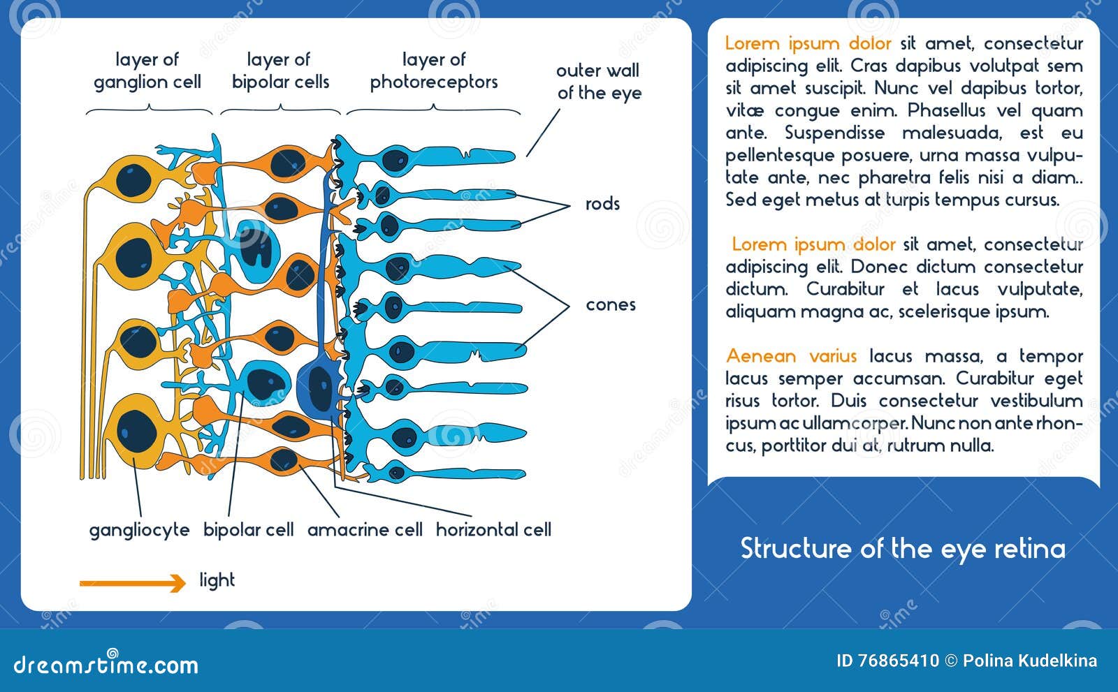 The Structure of the Eye Retina. Stock Vector - Illustration of vector ...