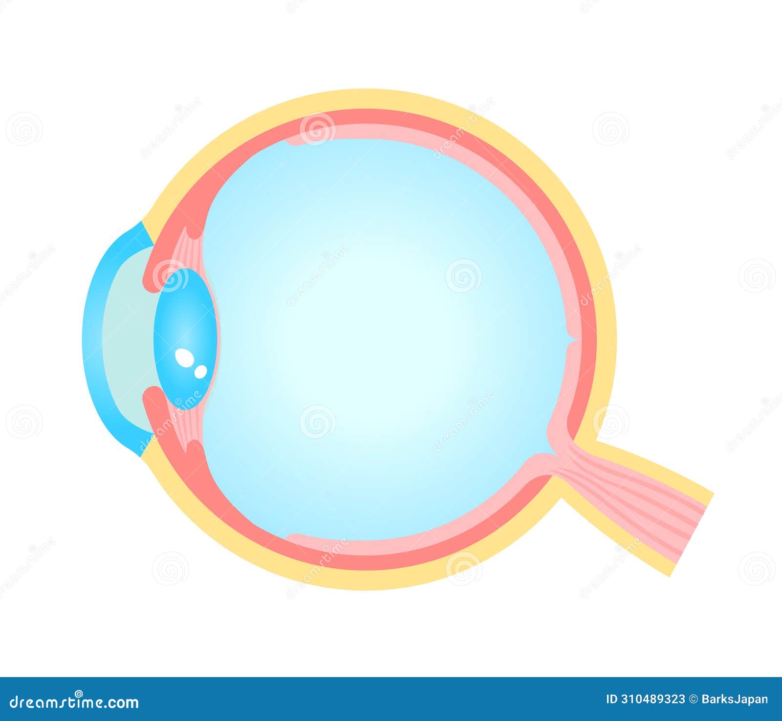 Structure of Eyeball Illustration Stock Vector - Illustration of vision ...