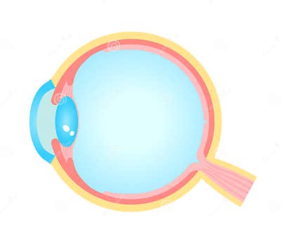 Structure of Eyeball Illustration Stock Vector - Illustration of vision ...