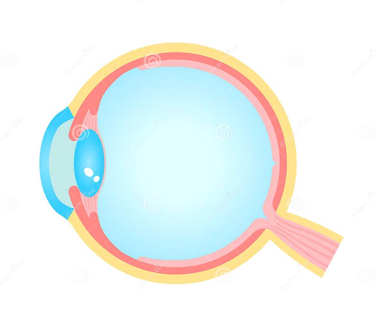 Structure of Eyeball Illustration Stock Vector - Illustration of vision ...