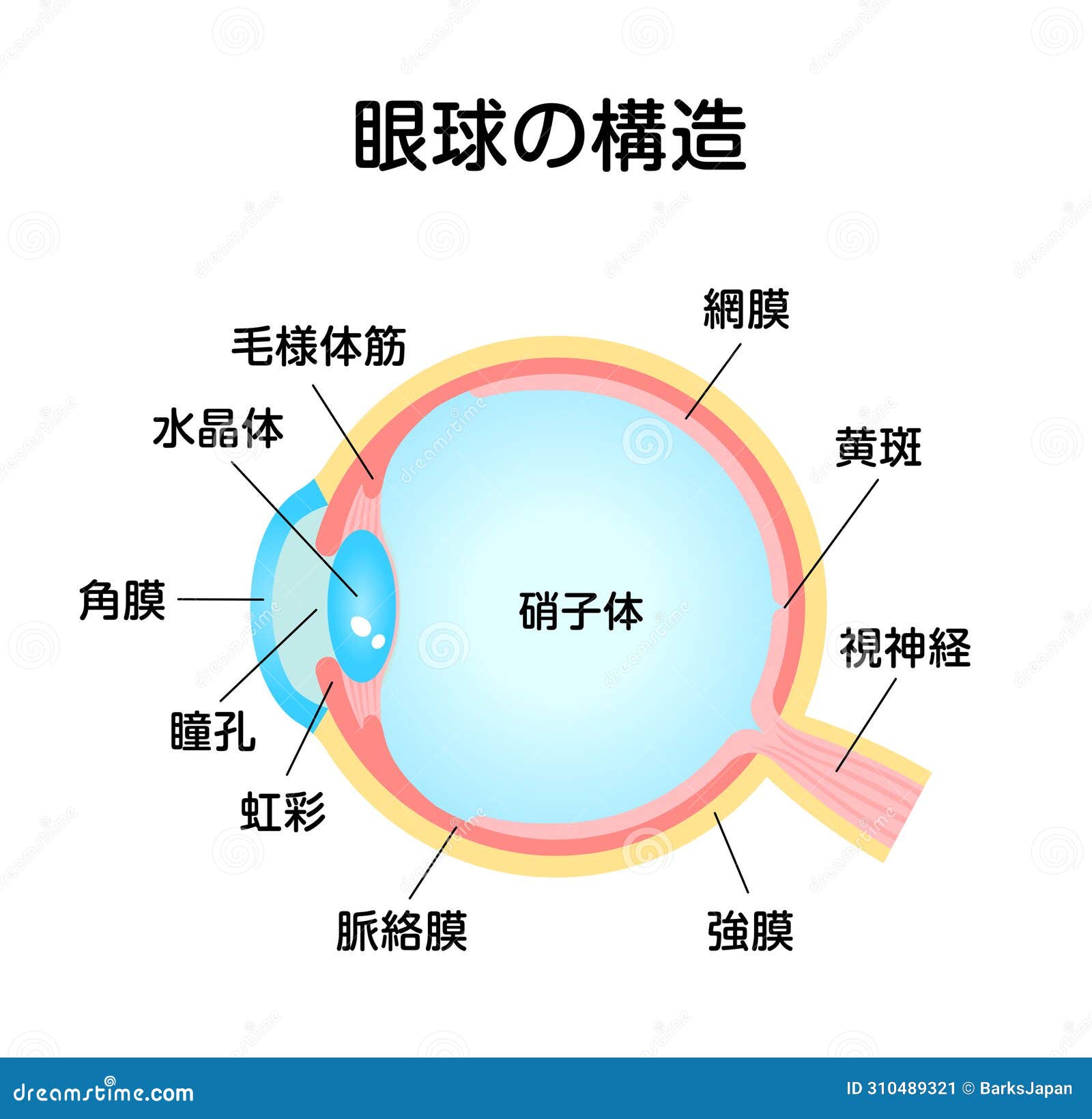 Structure of Eyeball Illustration Stock Vector - Illustration of sight ...