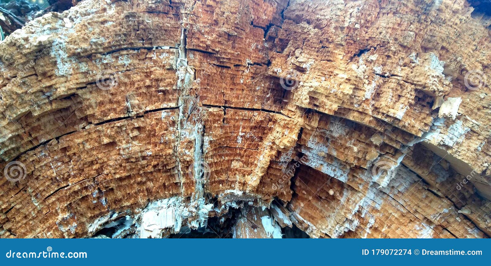 The Structure of the Fault of a Fallen Tree Stock Photo - Image of ...
