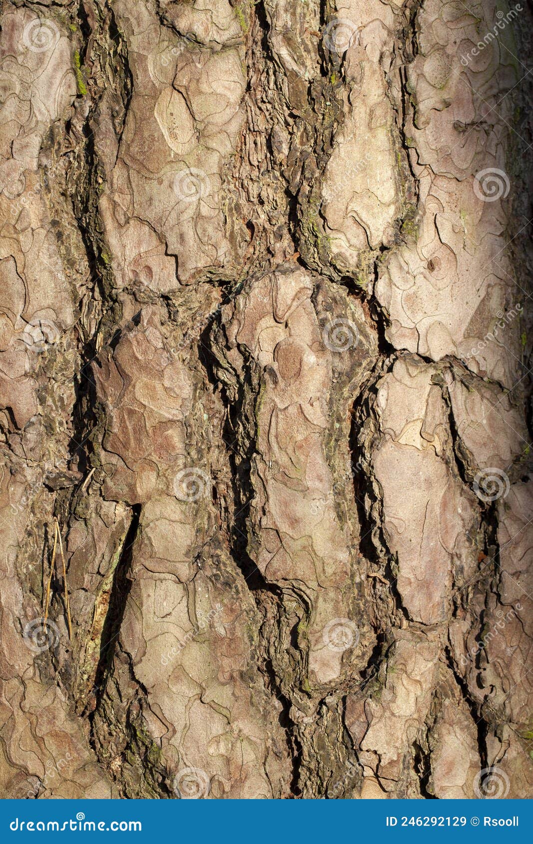 Structure and Features of Tree Bark Close-up Stock Image - Image of ...