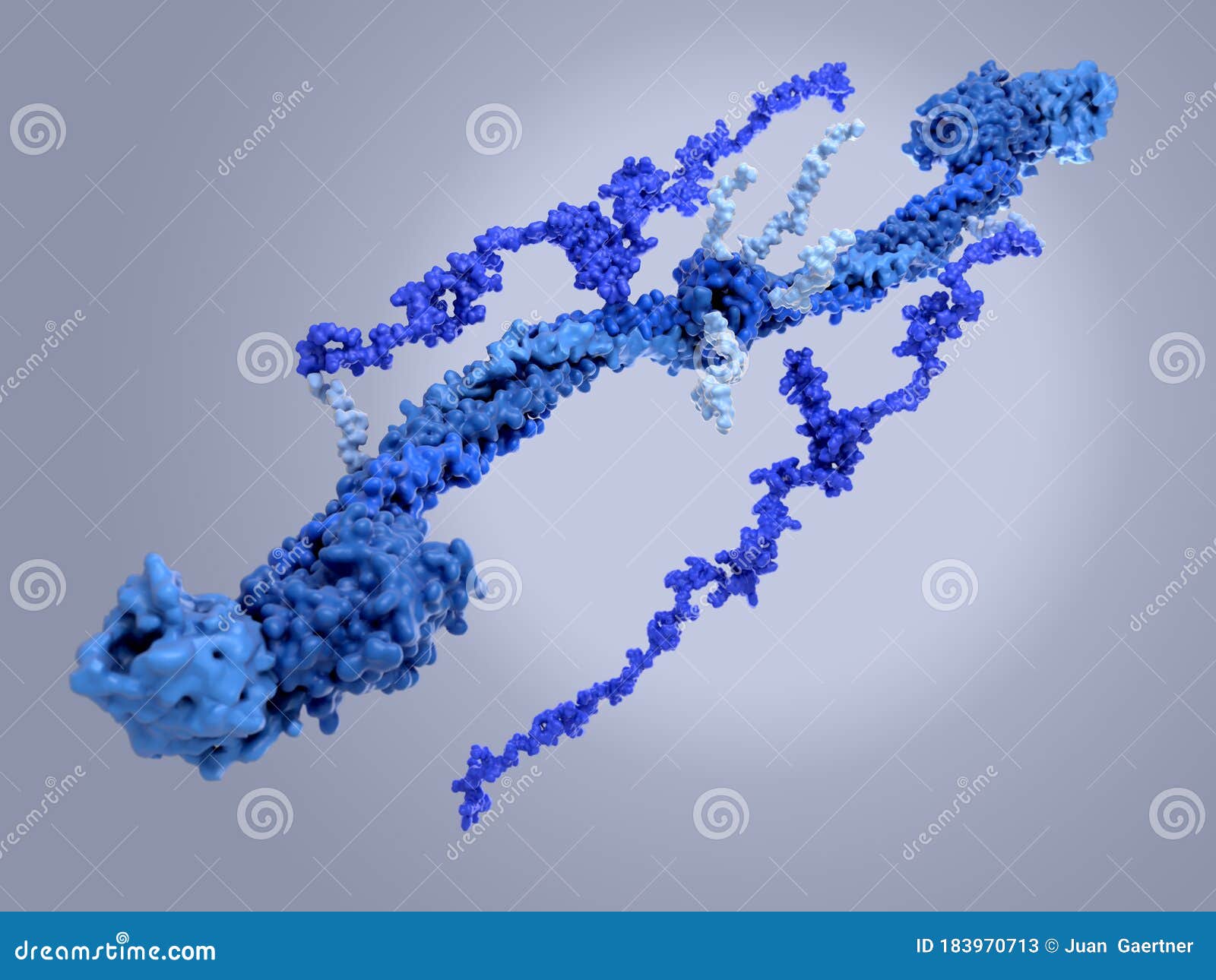 Structure of a Fibrinogen Molecule Stock Illustration - Illustration of ...