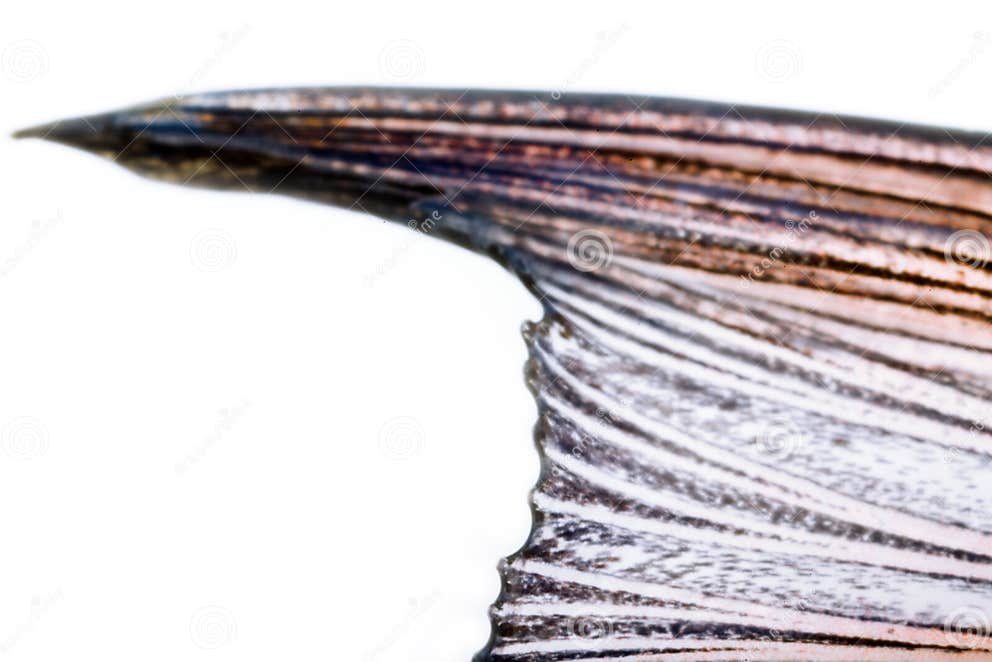 The Structure of the Fish Fin Stock Image - Image of fish, fishery ...