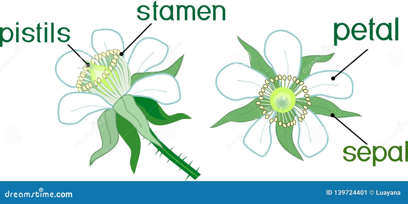 Structure of Flower of Raspberry Plant Stock Vector - Illustration of ...