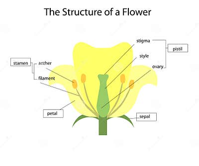 Structure of a flower stock vector. Illustration of teacher - 84820555