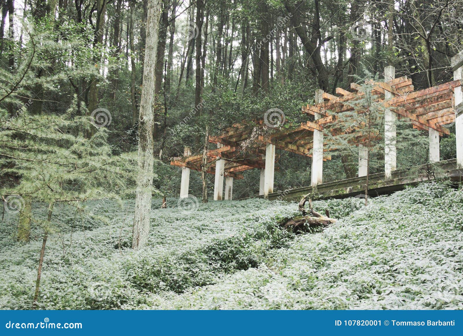 Structure in the forest stock image. Image of color - 107820001