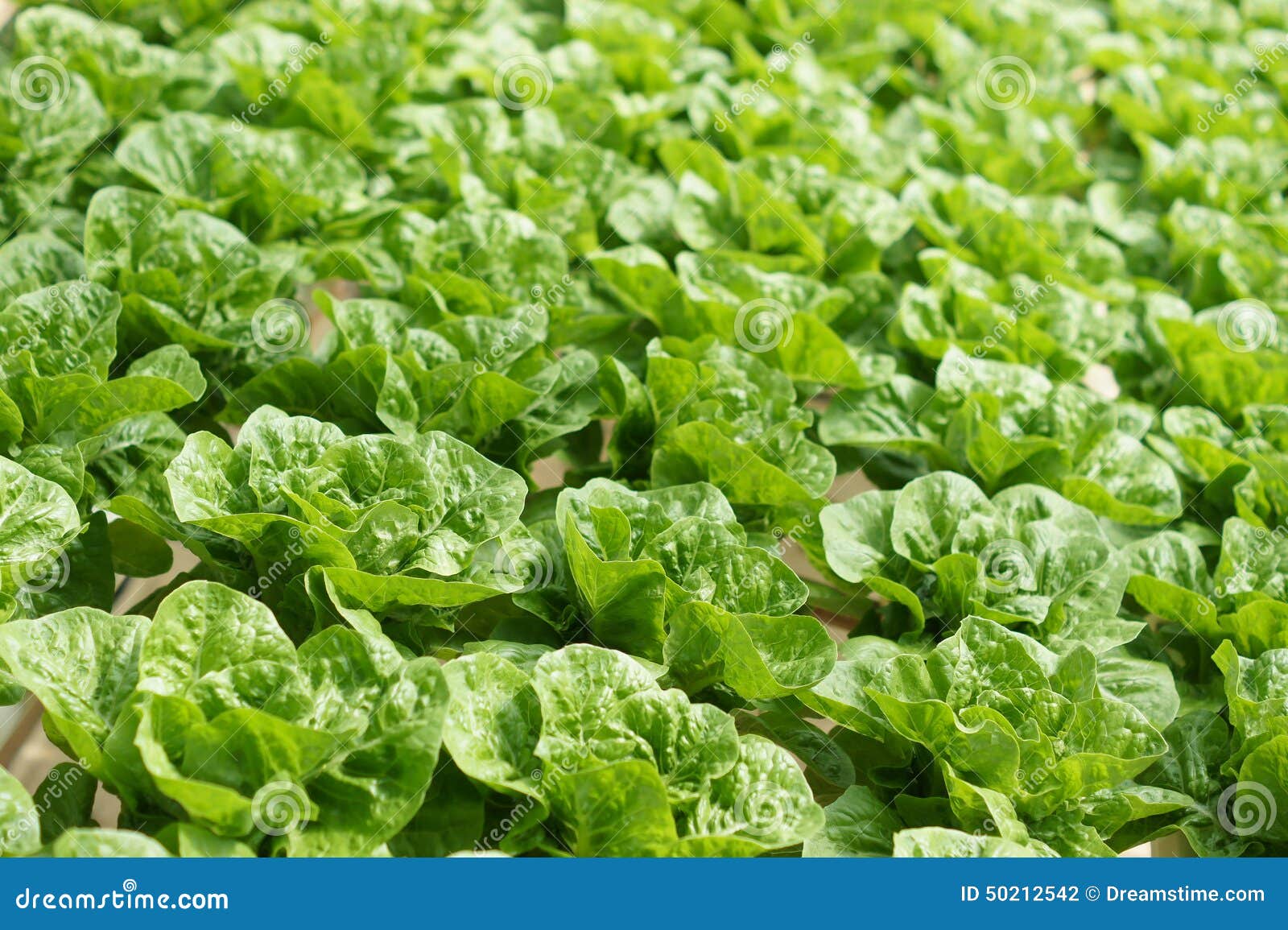 Structure Formation of Vegetable Plantation Stock Photo - Image of ...