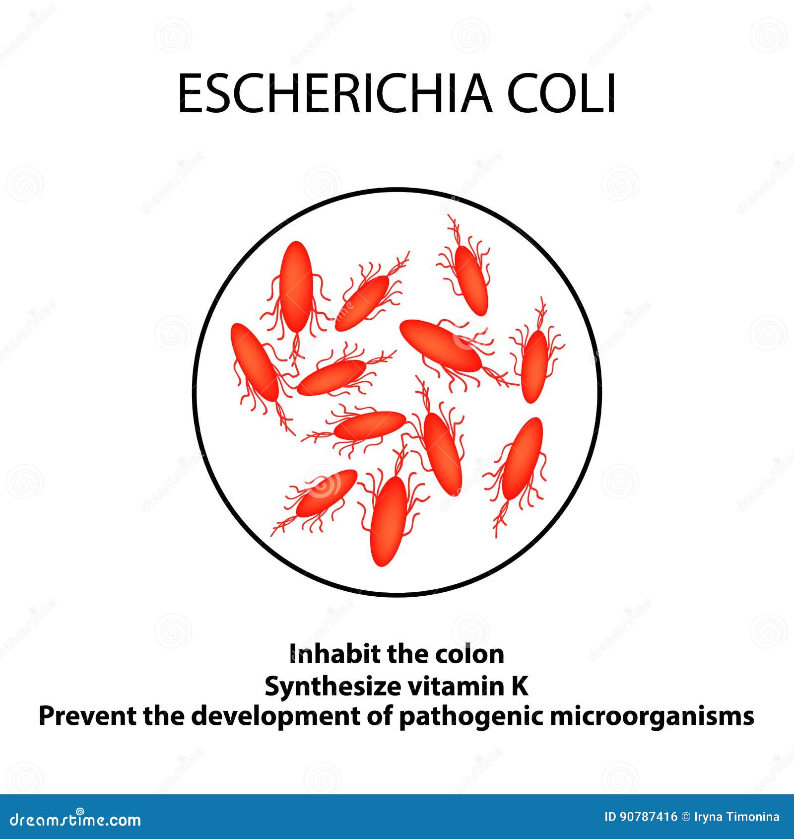 The Structure and Function of the Escherichia Coli. Infographics ...