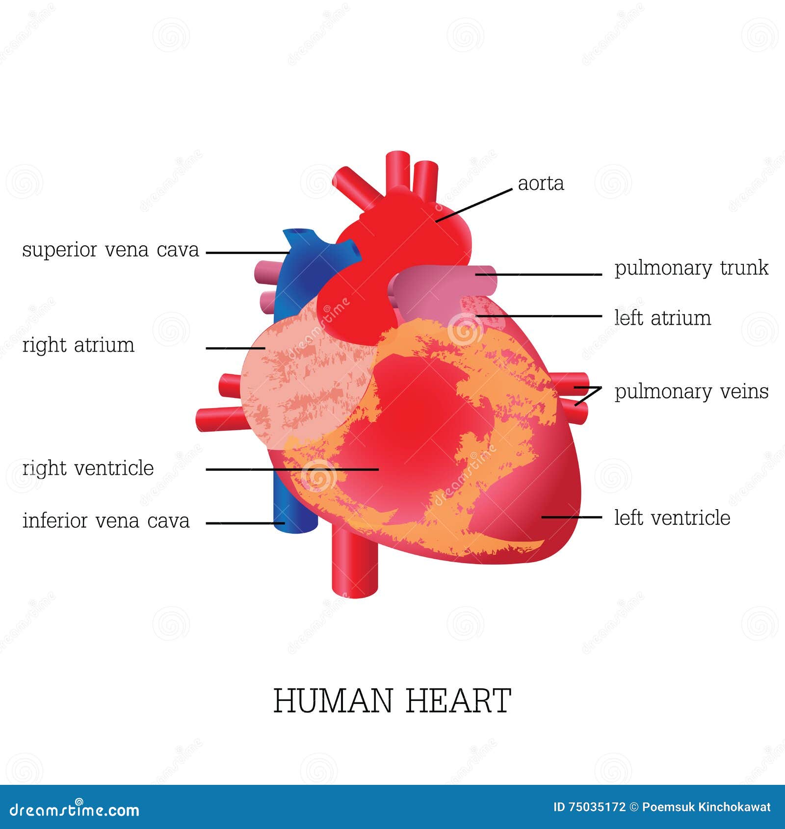 12+ Human Heart Diagram And Function | Robhosking Diagram 12+ Human Heart Diagram And Function | Robhosking Diagram