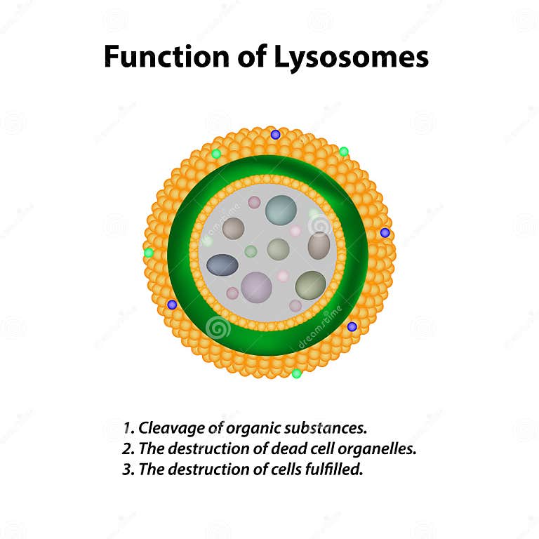 Structure and Function of Lysosomes. Infographics Stock Vector ...