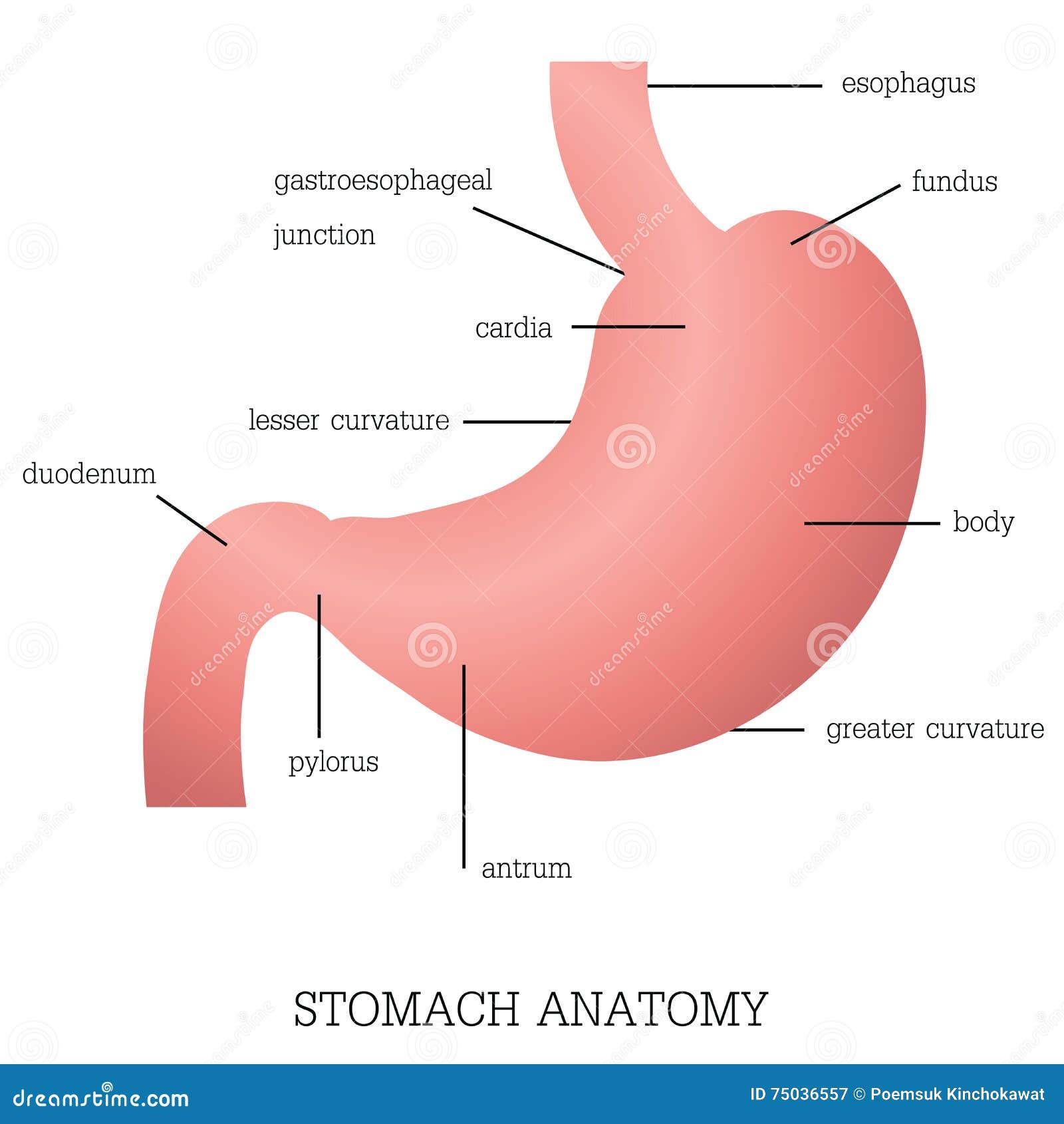Structure and Function of Stomach Anatomy System. Stock Vector ...