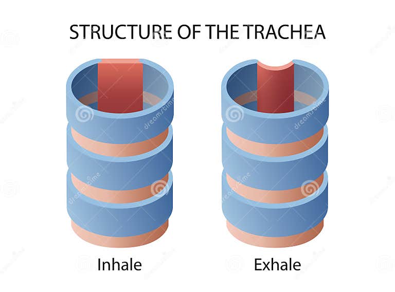 Structure and Function of the Trachea Stock Illustration - Illustration ...