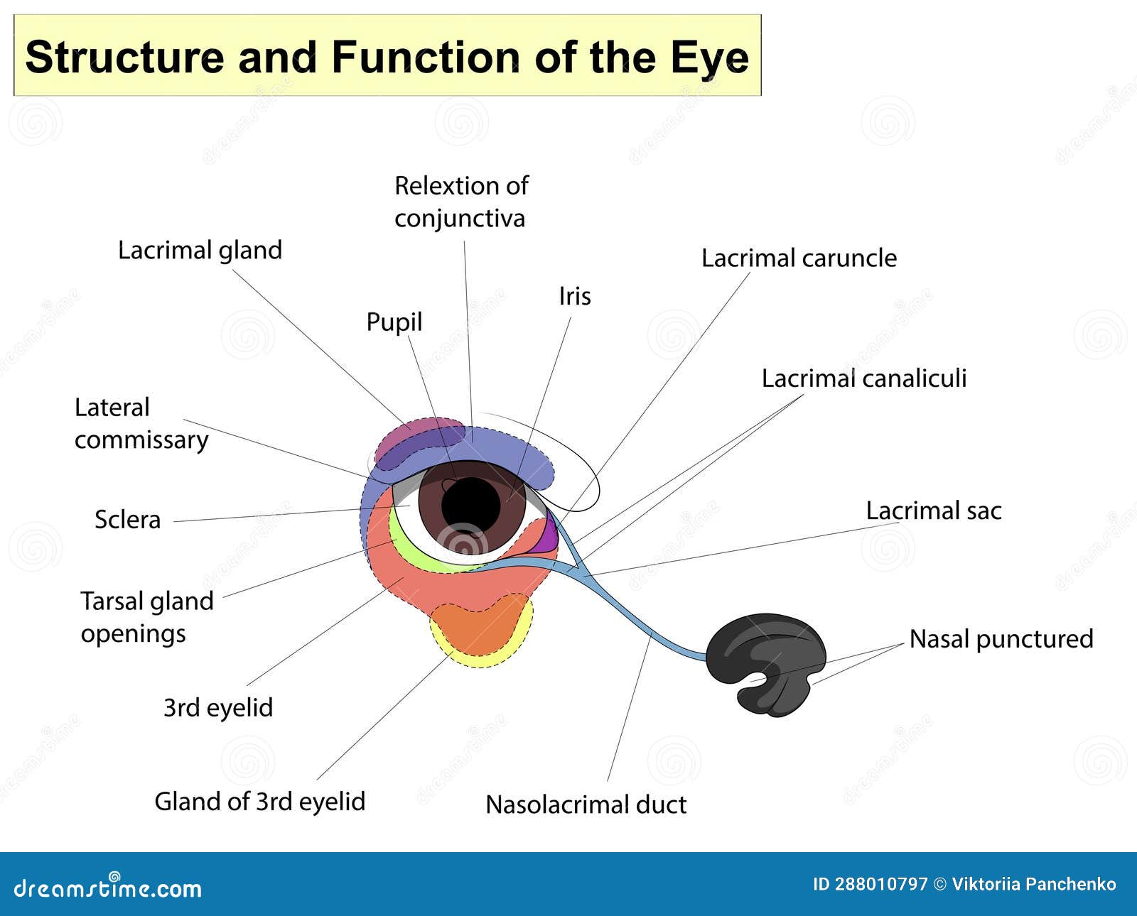 Structure and Functions of the Eye. the Main Parts that Make Up for ...