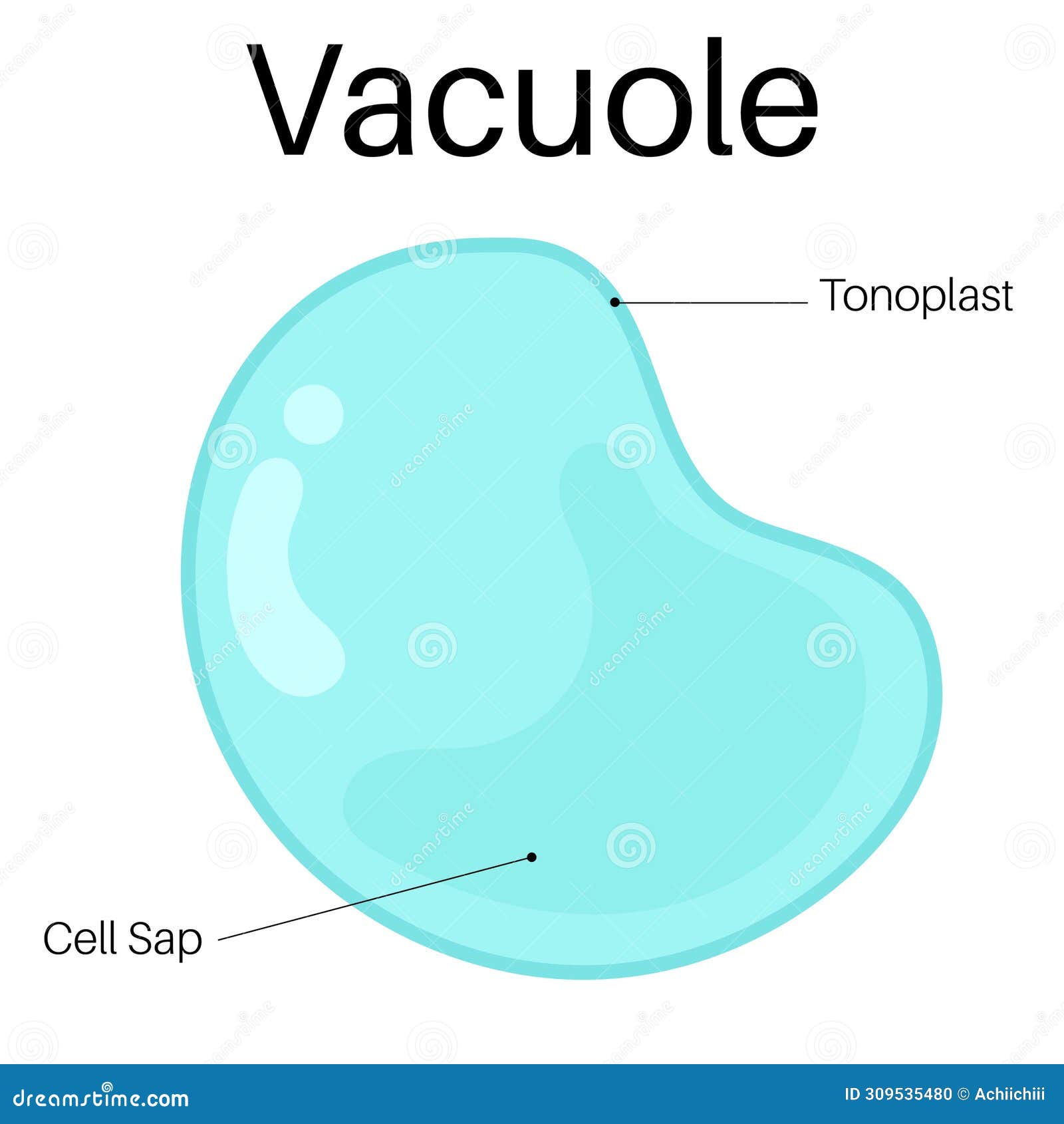 Vacuole Structure