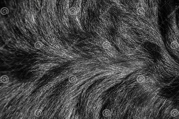 Structure of Fur of a Dog of Breed a Rottweiler Stock Photo - Image of ...