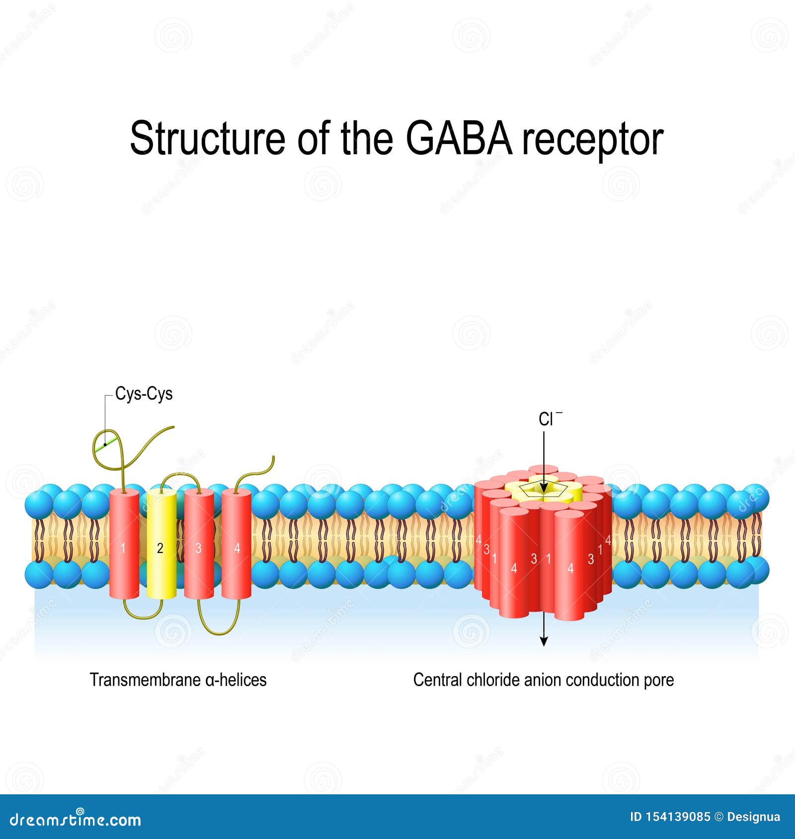 GABA Receptor Structure Cartoon Vector | CartoonDealer.com #209395873
