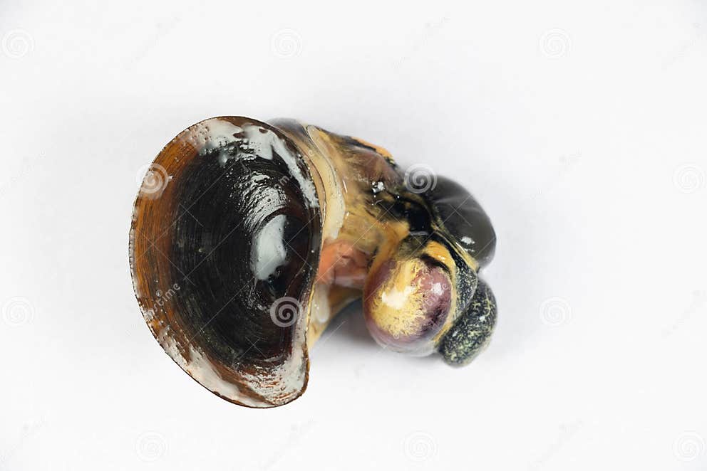 Giant African Snail in the Laboratory. Stock Photo - Image of dioecious ...
